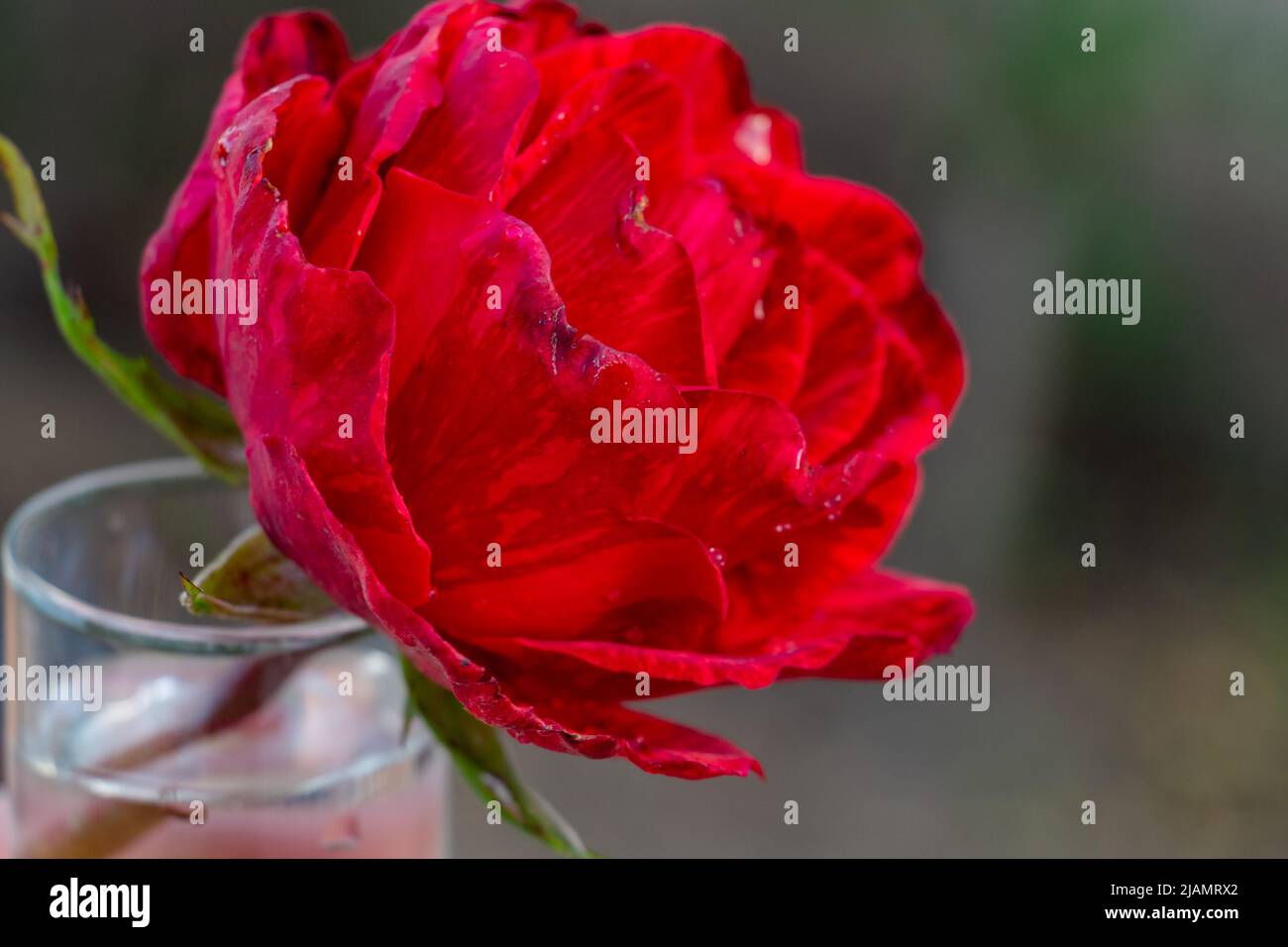 Scarlet rose hi-res stock photography and images - Alamy