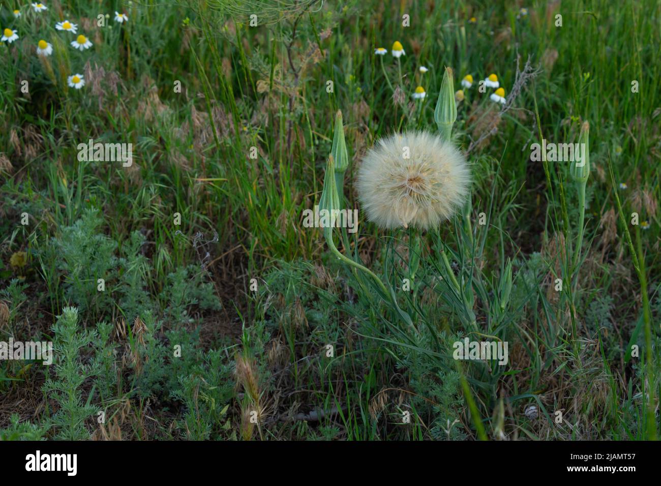 An air flower hi-res stock photography and images - Alamy