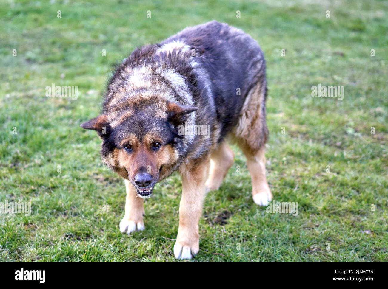 A big aggressive and angry dog ready to bite. Going to camera by the ...