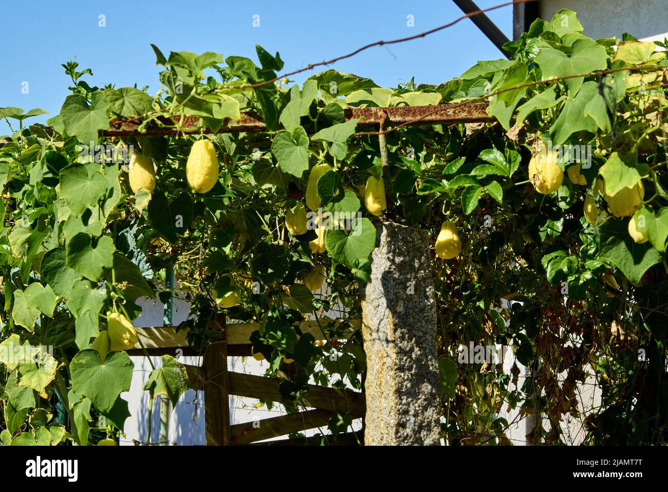 Lemon tree loaded with ripe fruits Stock Photo - Alamy