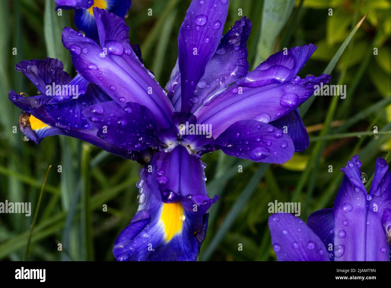 Purple dutch iris 'blue magic' flowers (iris hollandica) after rain ...