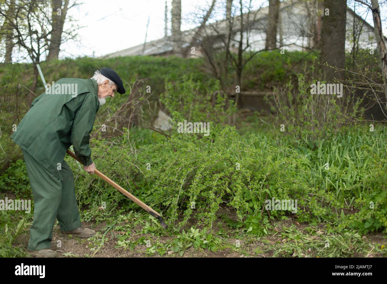Old man in garden. Grandfather takes care of plants. Pensioner in ...