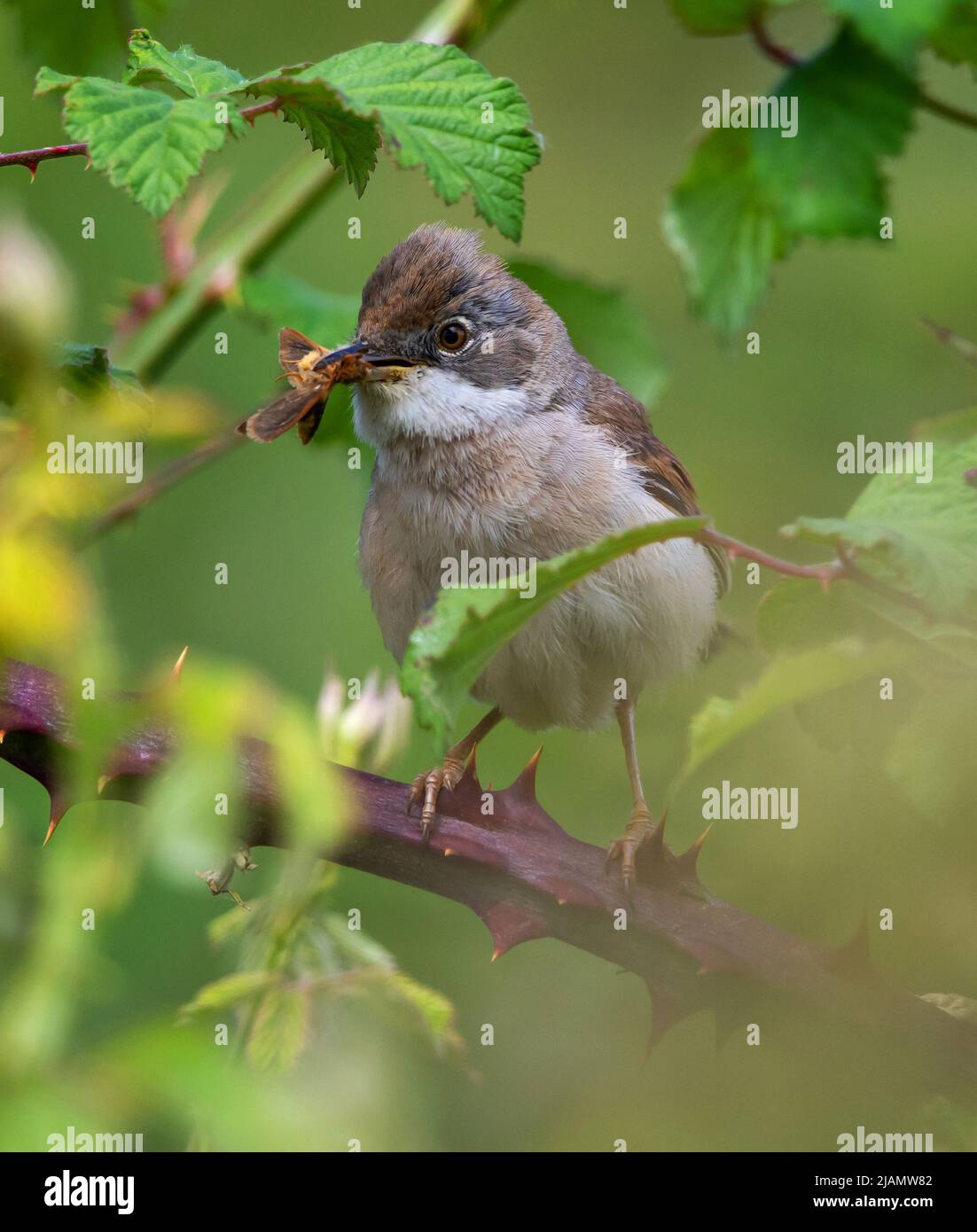 Common Whitethroat in a bramble patch Stock Photo - Alamy