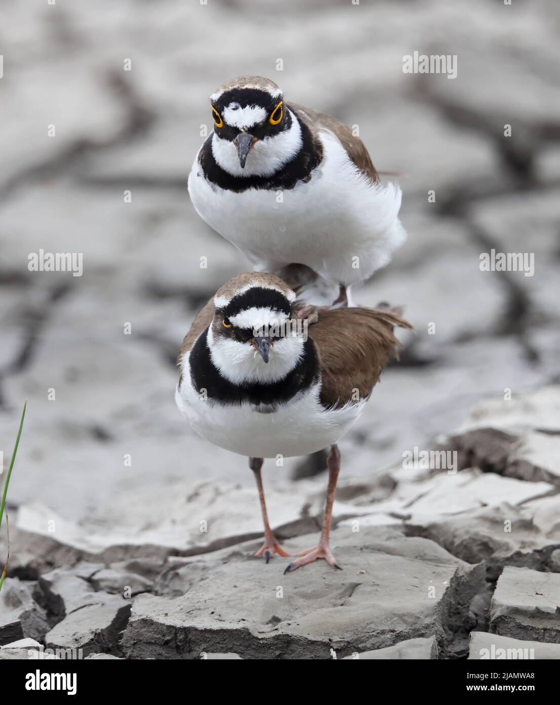 A pair of mating Little Ringed plovers Stock Photo - Alamy