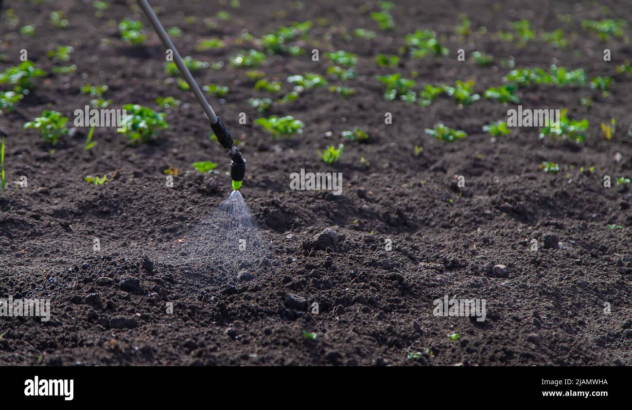 Man Sprinkles the soil with poison from weeds. Selective focus Stock ...