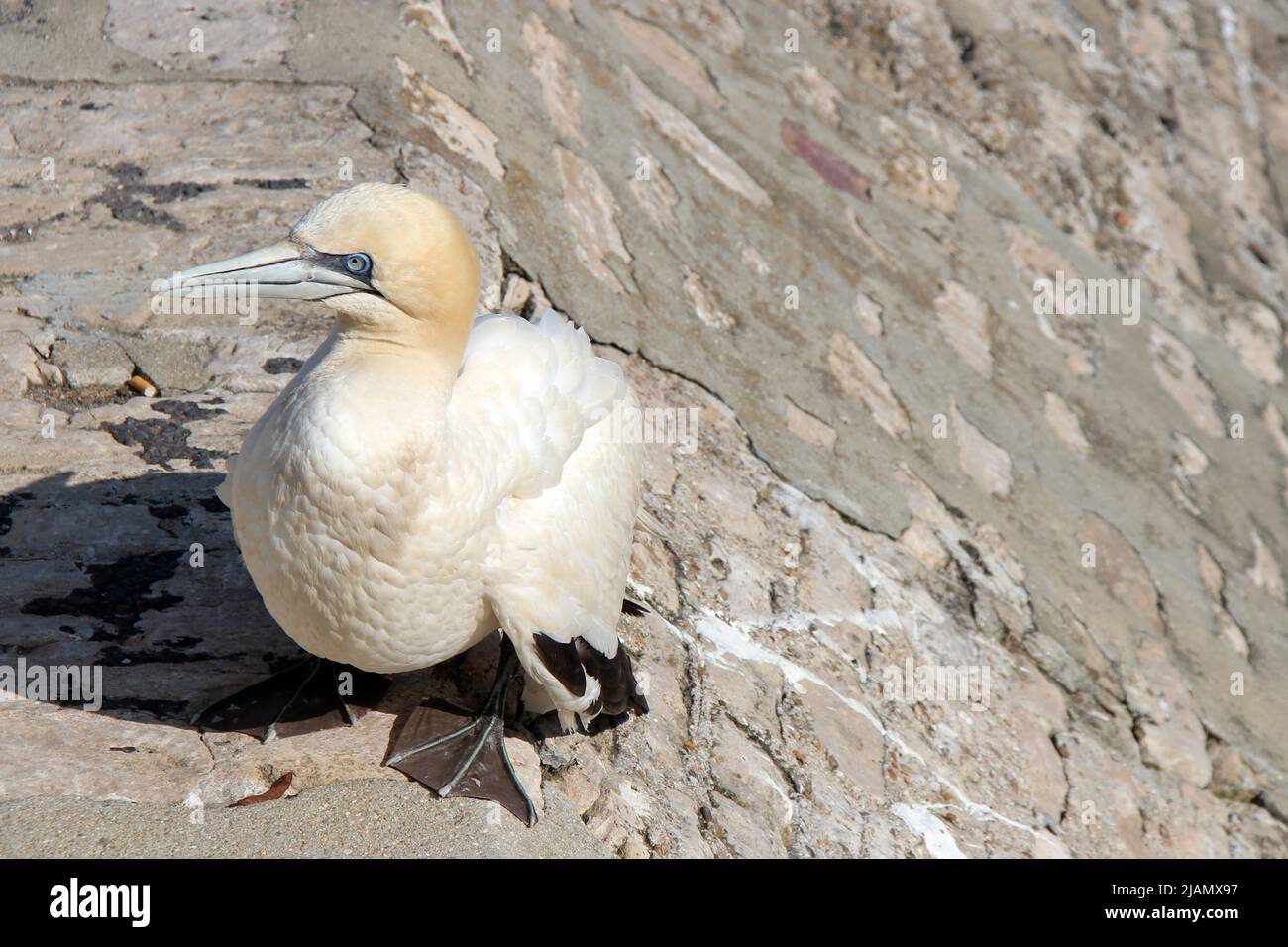Faune de gannet hi-res stock photography and images - Alamy