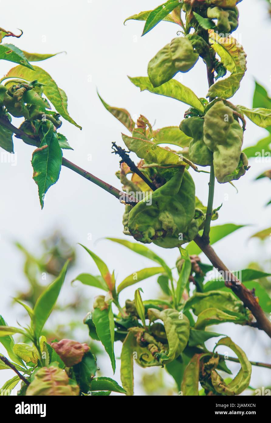 Peach fruit diseases hi-res stock photography and images - Alamy