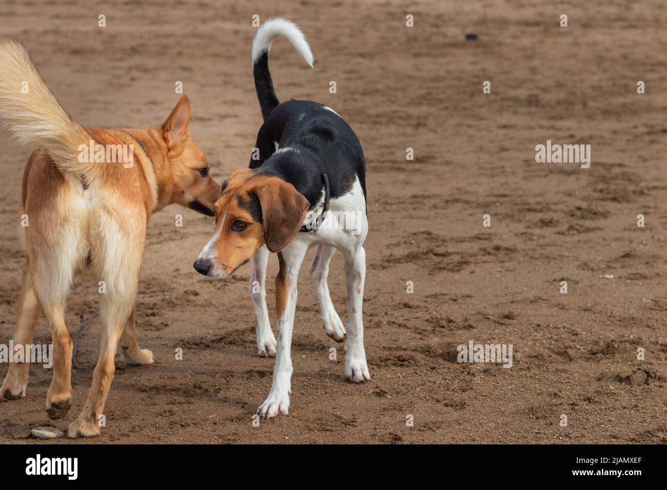 Curious young dogs sniffing each others butt at the beach. Brown, black ...