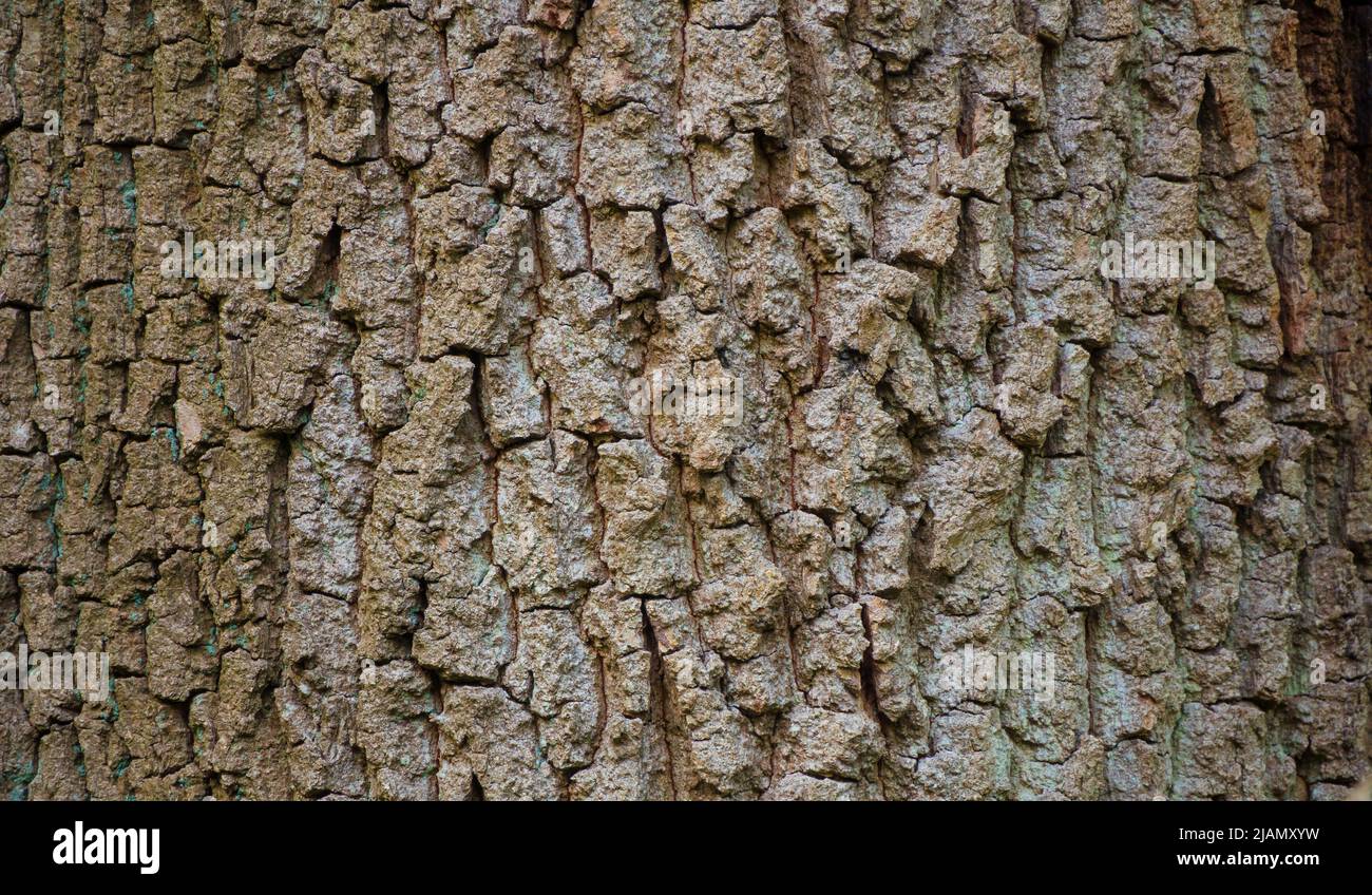 Bark in nature hi-res stock photography and images - Alamy