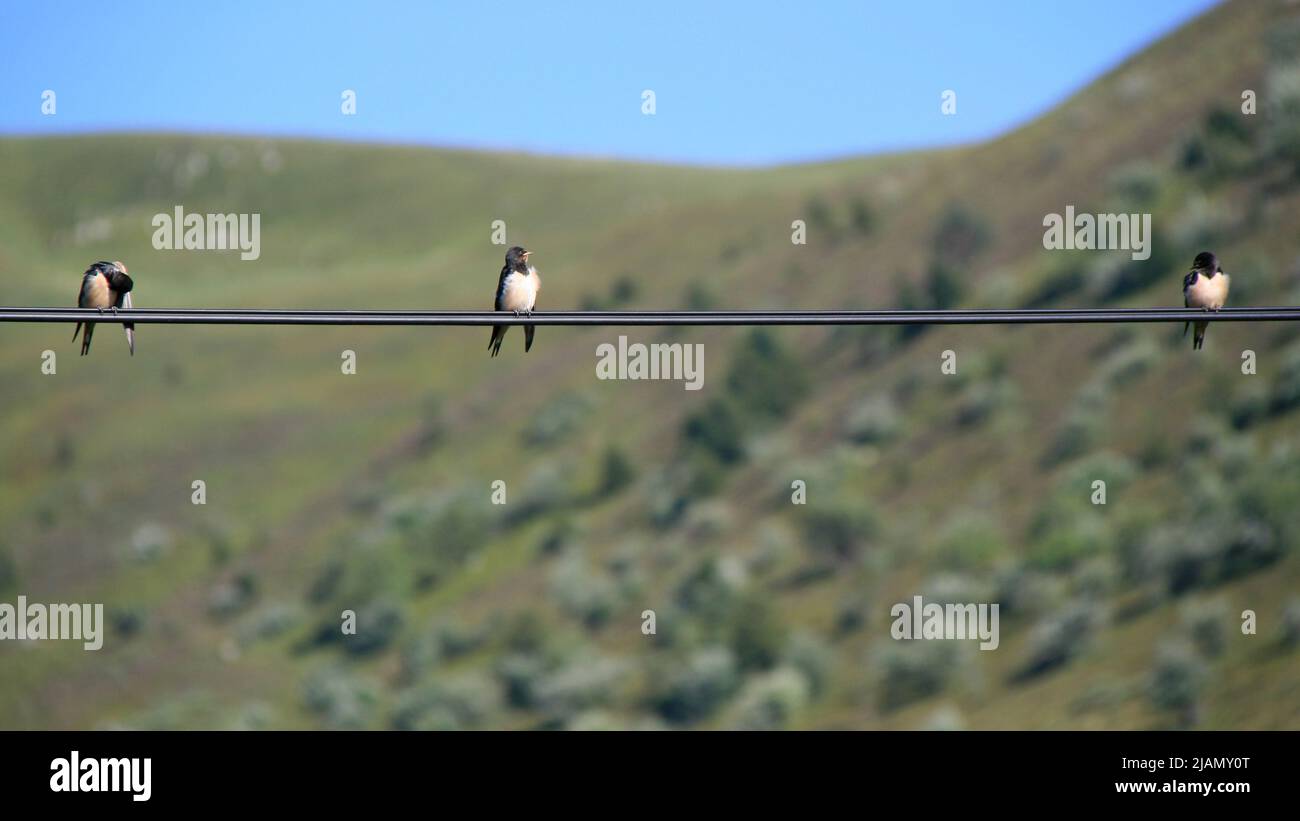 swallows or swifts in france Stock Photo - Alamy