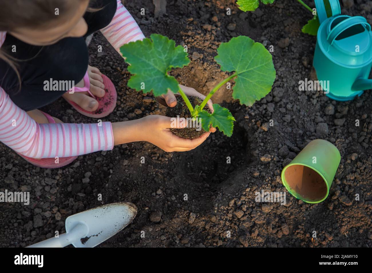 The child is planting a plant in the garden. Selective focus Stock ...