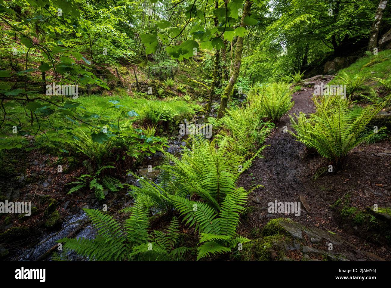 Ferns growing on the path from Tarn Hows to the waterfalls of Tom Gill ...