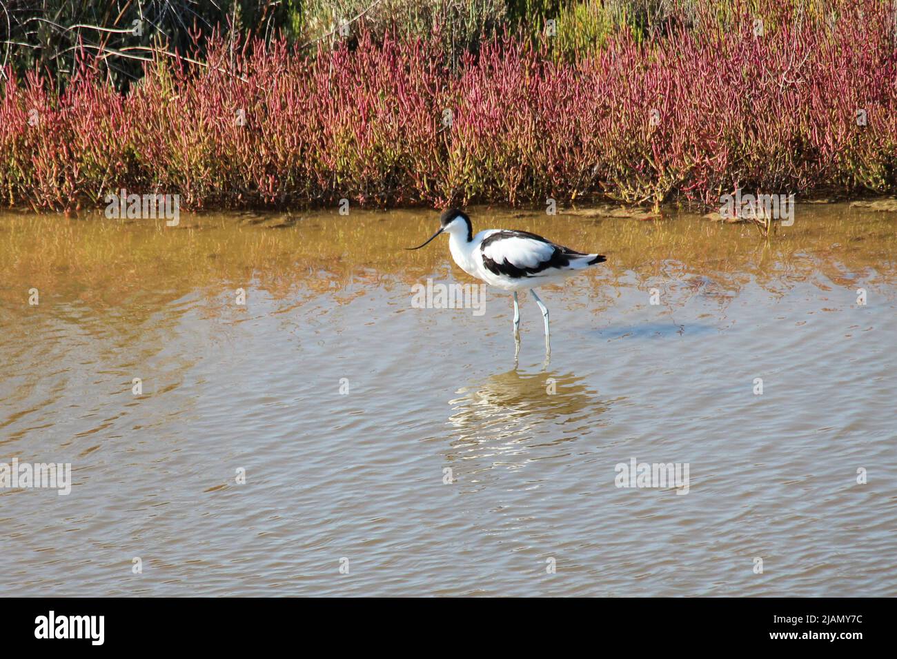 pied avocet in france Stock Photo - Alamy