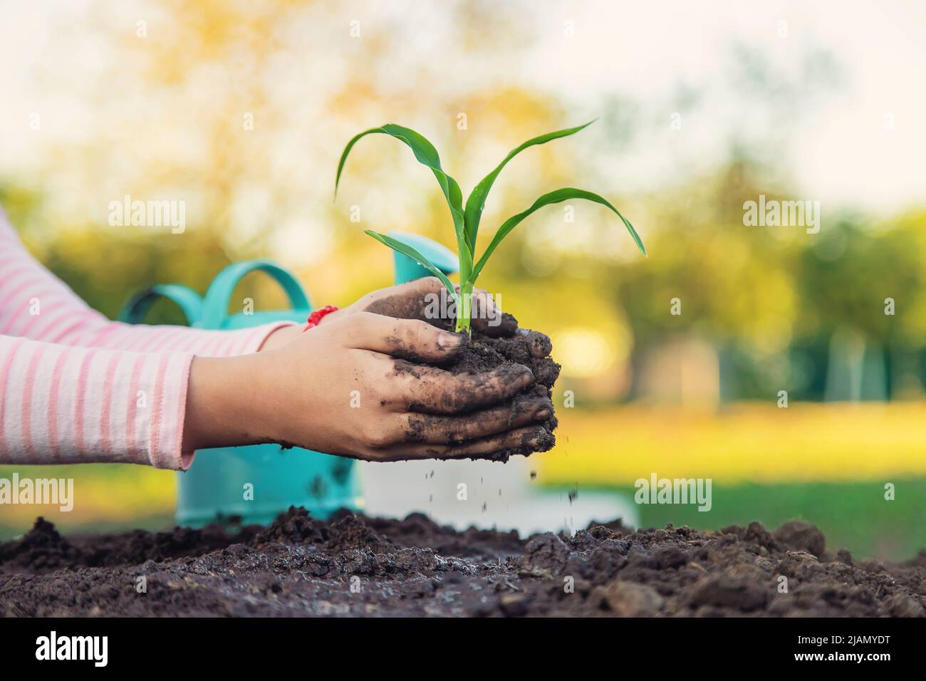 The child is planting a plant in the garden. Selective focus Stock ...