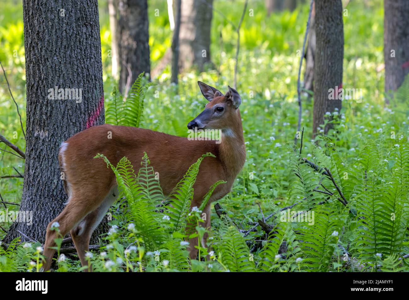 The white-tailed deer or Virginia deer in the spring forest Stock Photo ...