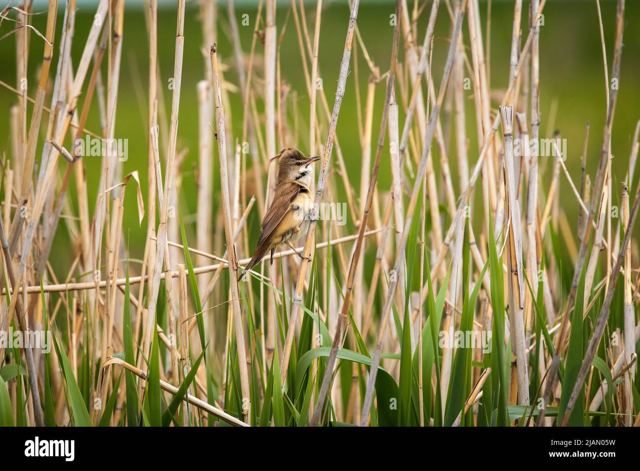 Great reed warbler Acrocephalus arundinaceus in a natural habitat Stock ...