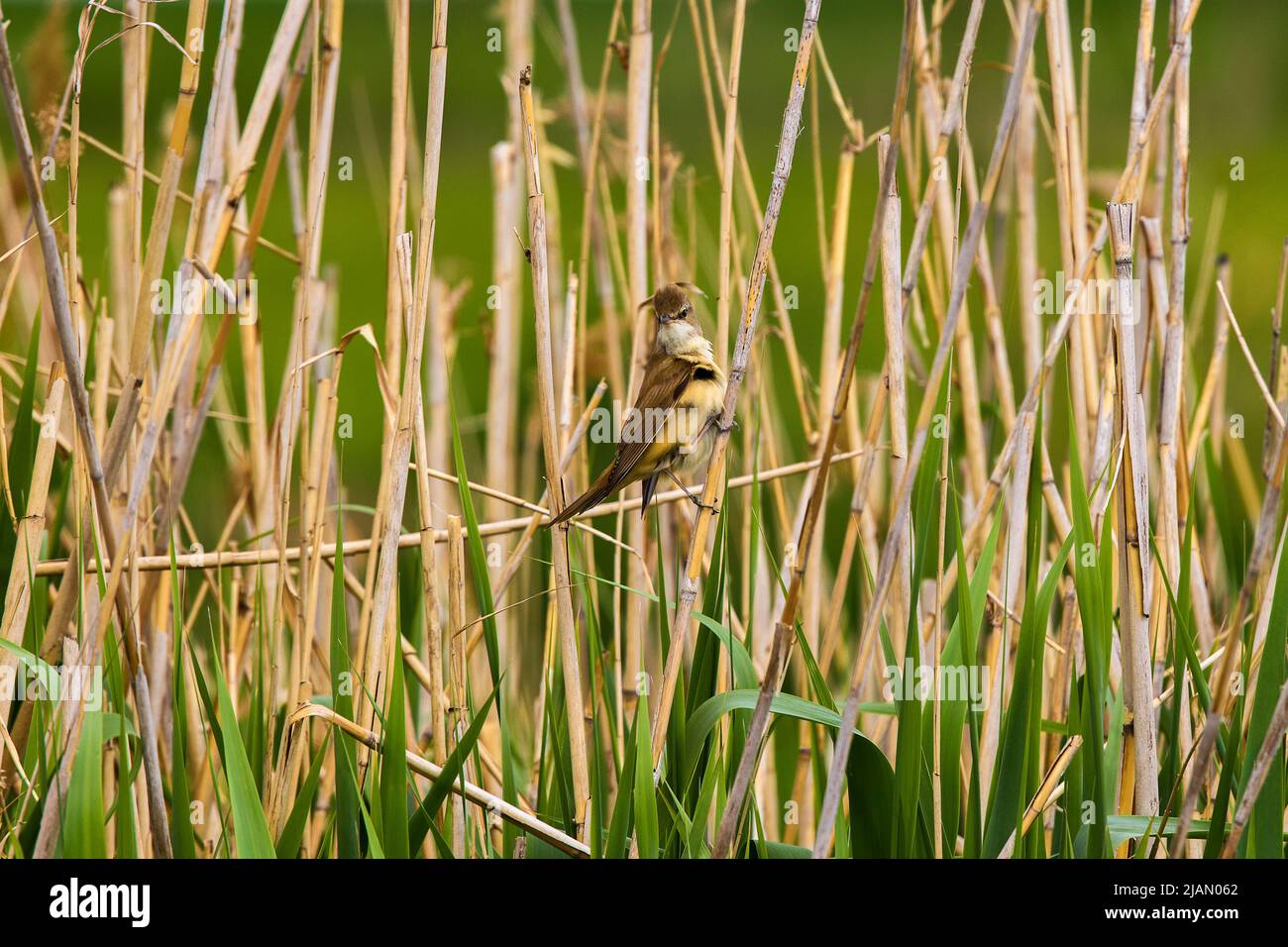 Great reed warbler Acrocephalus arundinaceus in a natural habitat Stock ...