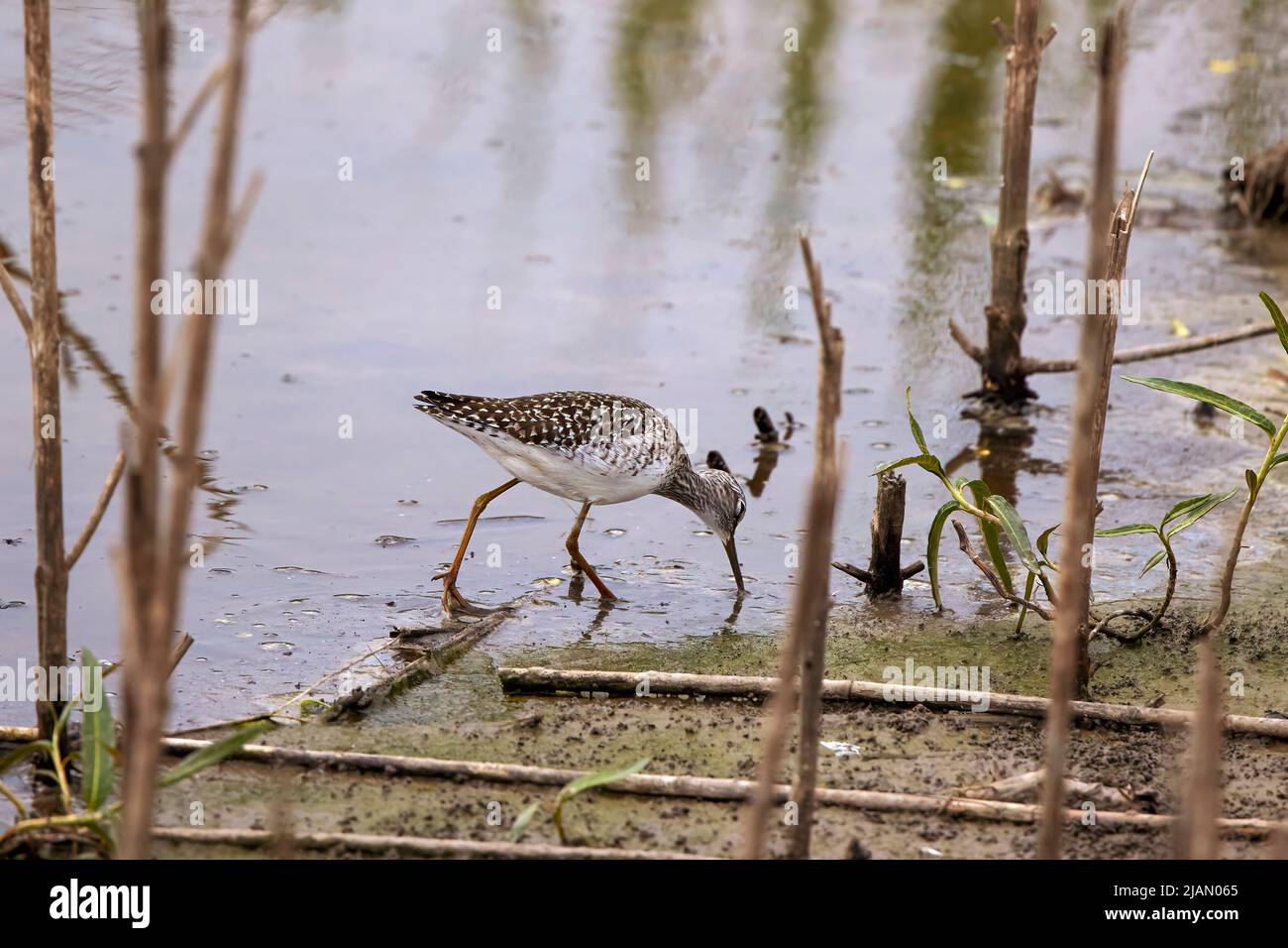 Ruff water bird (Philomachus pugnax) Ruff in water Stock Photo - Alamy