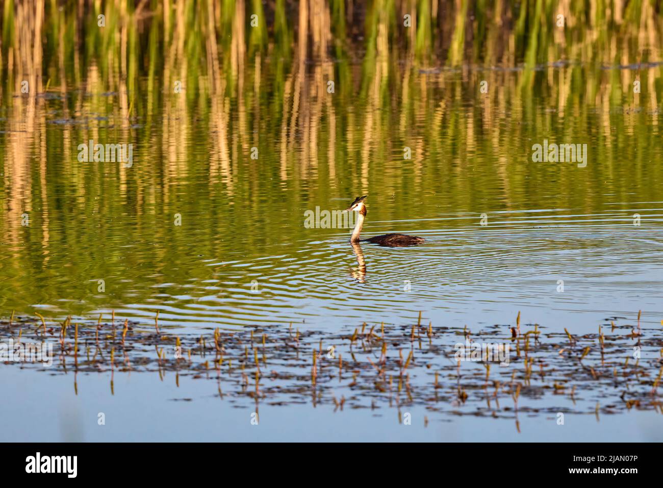 (Podiceps cristatus) It belongs to the family Podicipedidae. It ...