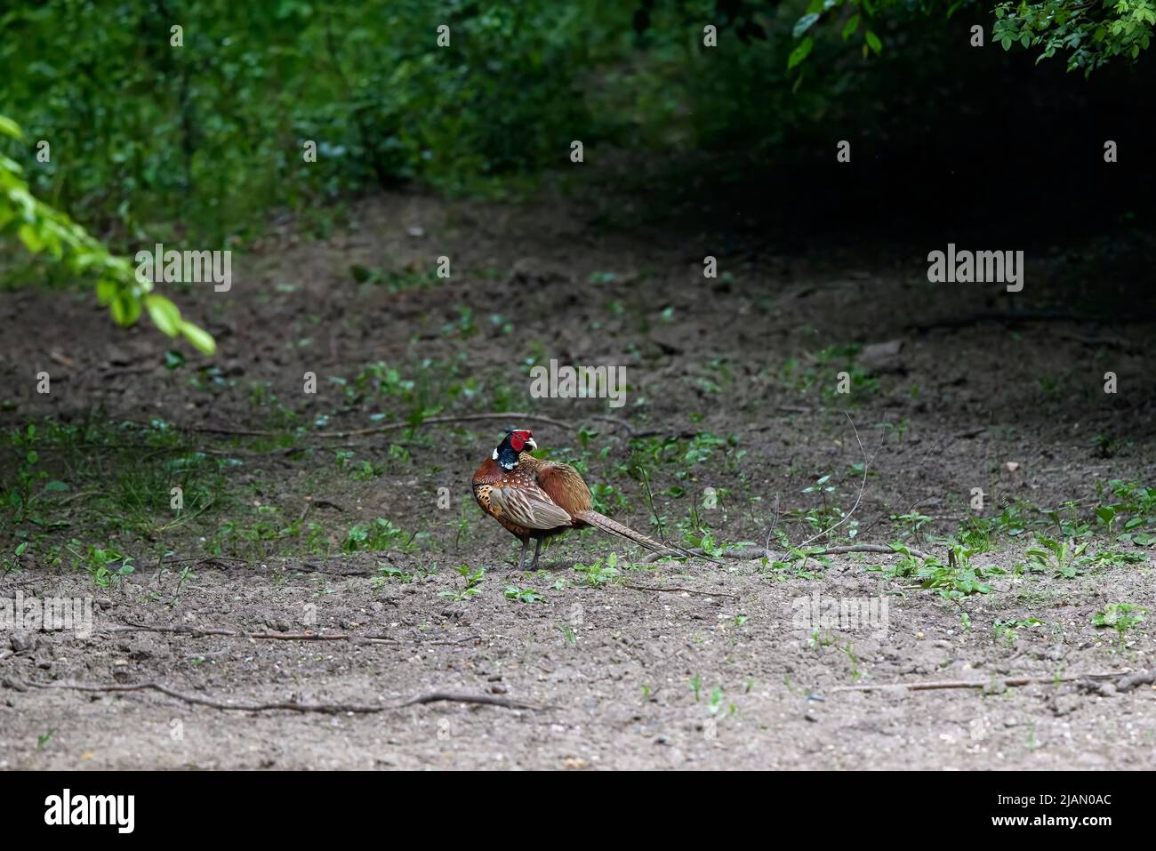 colorful male pheasant, Phasianus colchicus, in its natural habitat in ...