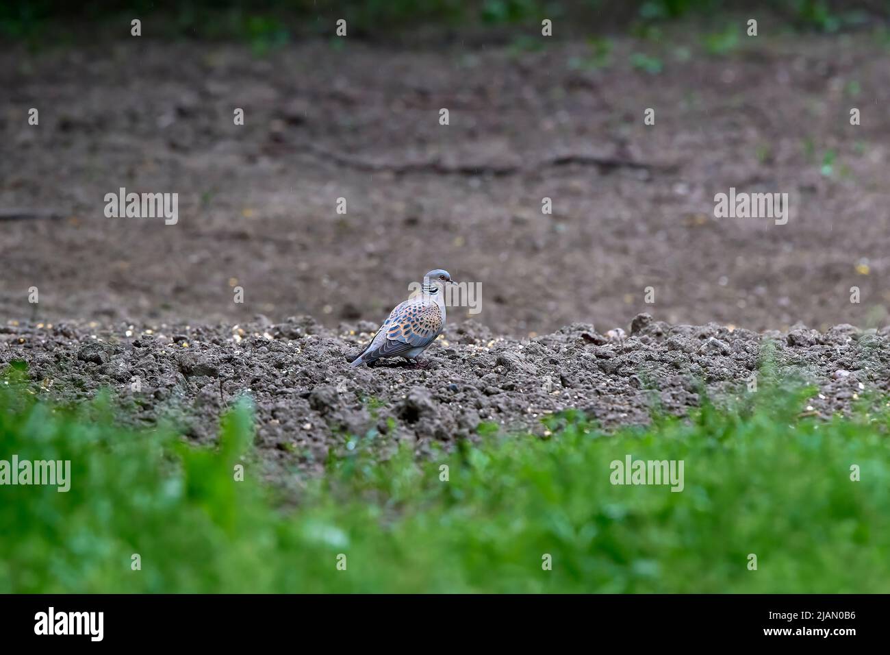 Turtle dove, Streptopelia turtur, Single bird in grass. The natural ...
