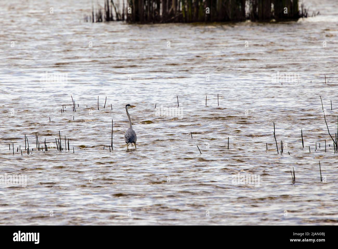 (Ardea cinerea), also known as the heron, is a bird of the order ...