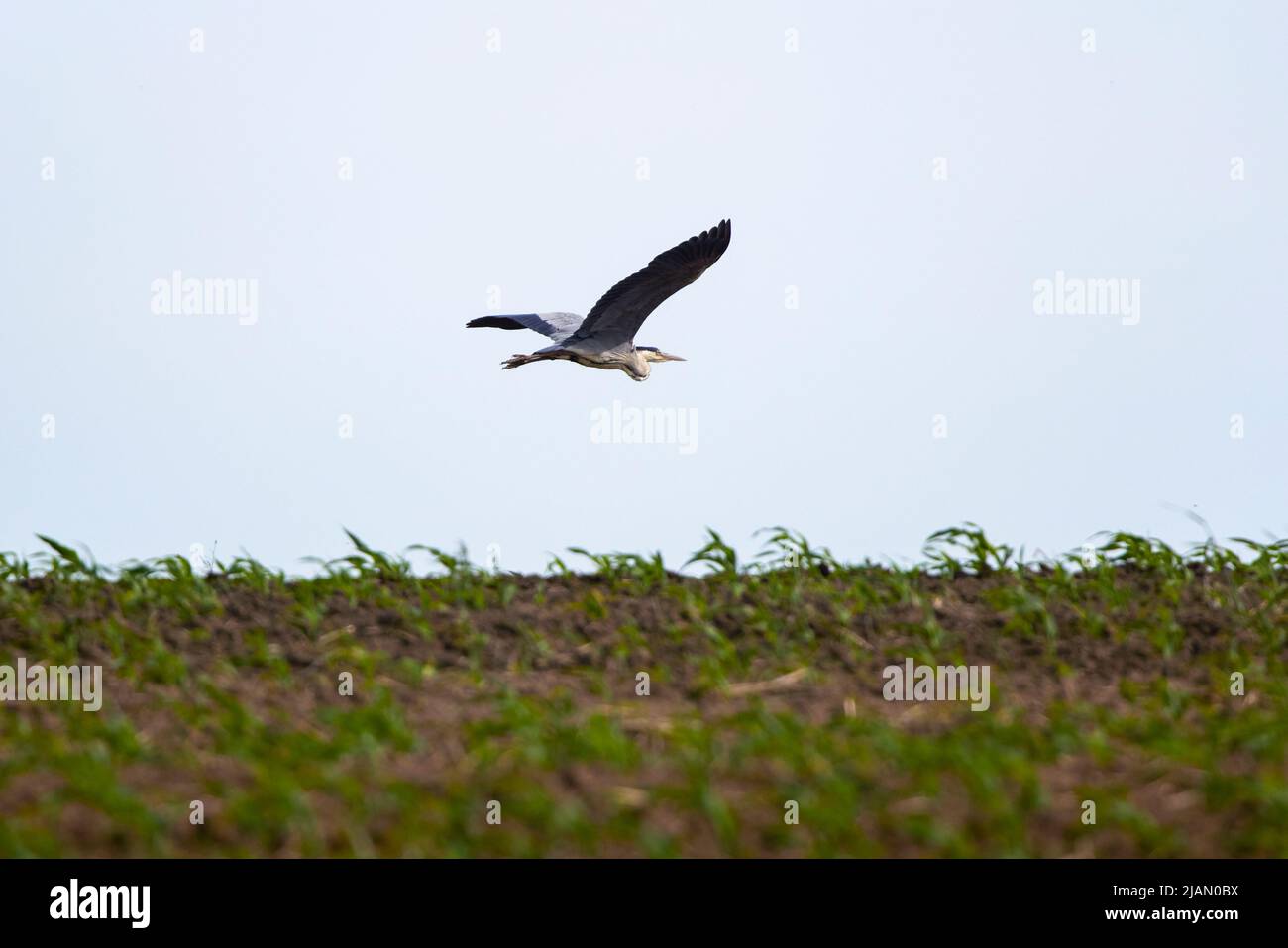 (Ardea cinerea), also known as the heron, is a bird of the order ...