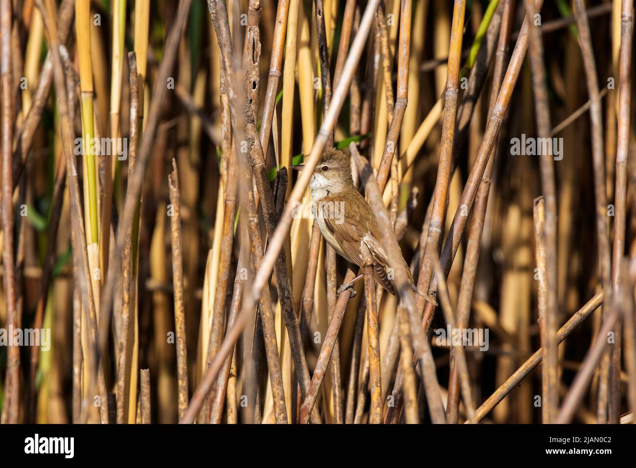 Great reed warbler Acrocephalus arundinaceus in a natural habitat Stock ...