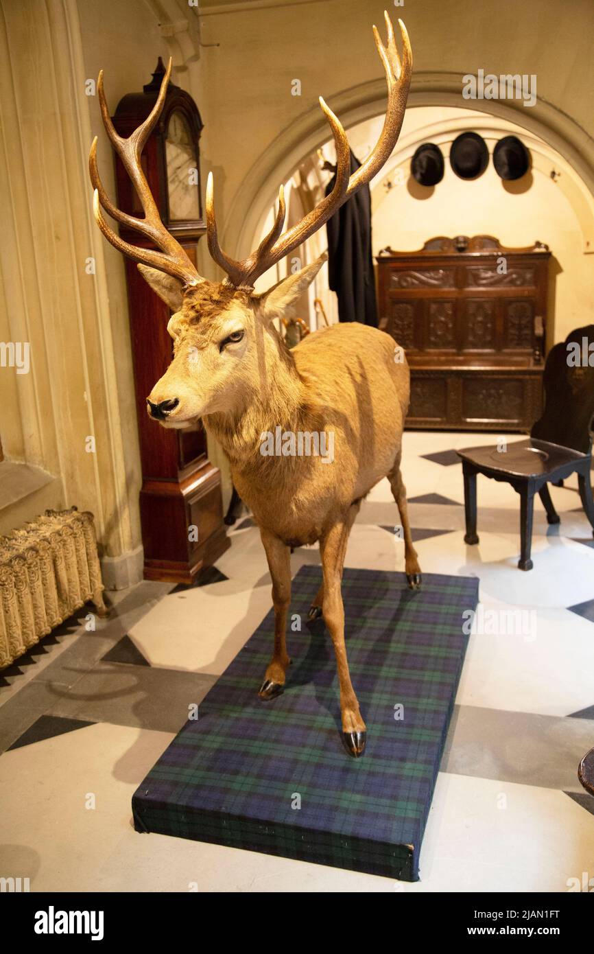 Stuffed Stagg, Dunrobin Castle, Golspie, Sutherland, Scotland Stock ...
