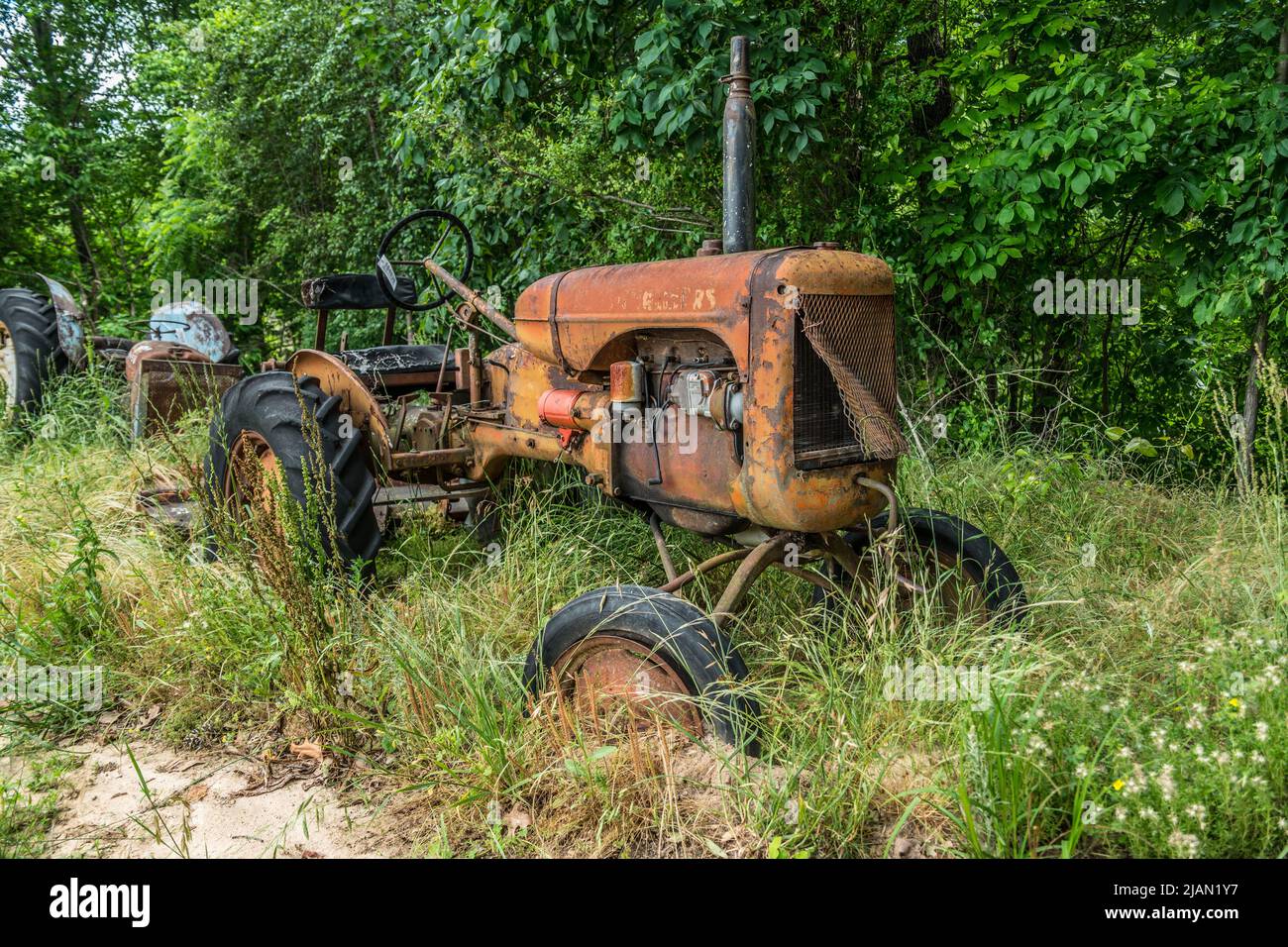 Rusty vintage broken farm tractor left in the tall overgrown grasses in ...