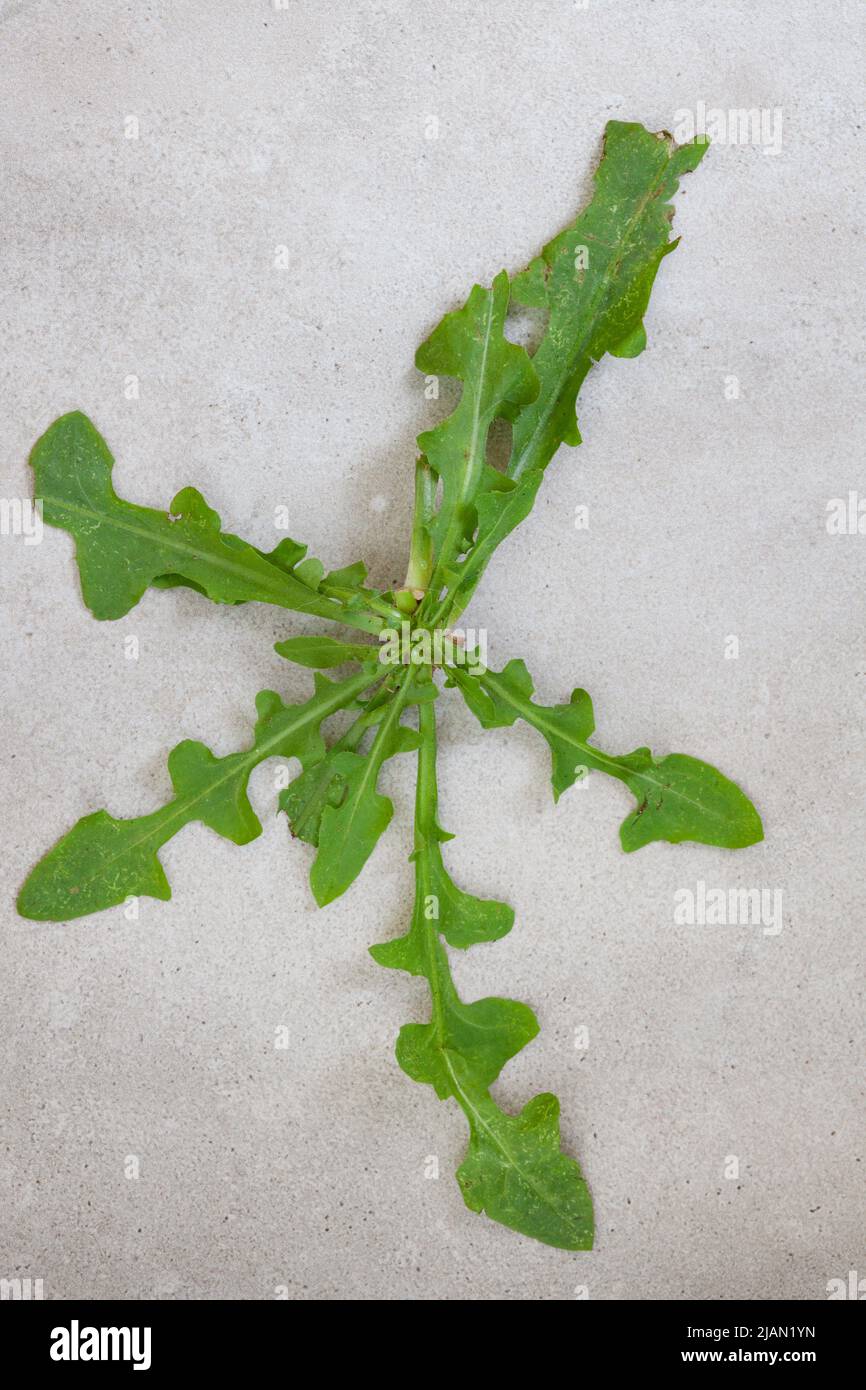 selection of general garden weeds on rustic surface with copy space ...