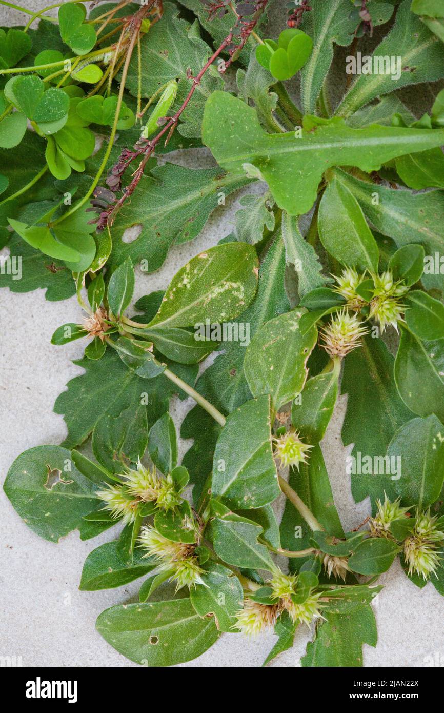 Weeding problem hi-res stock photography and images - Alamy