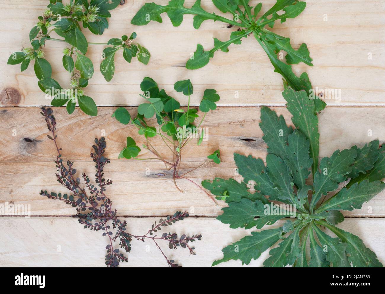 selection of general garden weeds on rustic surface with copy space ...