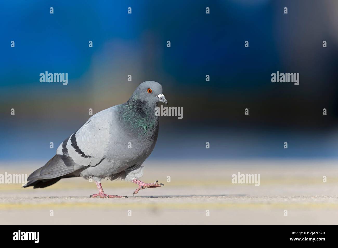 A Rock Pigeon (Columba livia) foraging in the harbor Stock Photo - Alamy