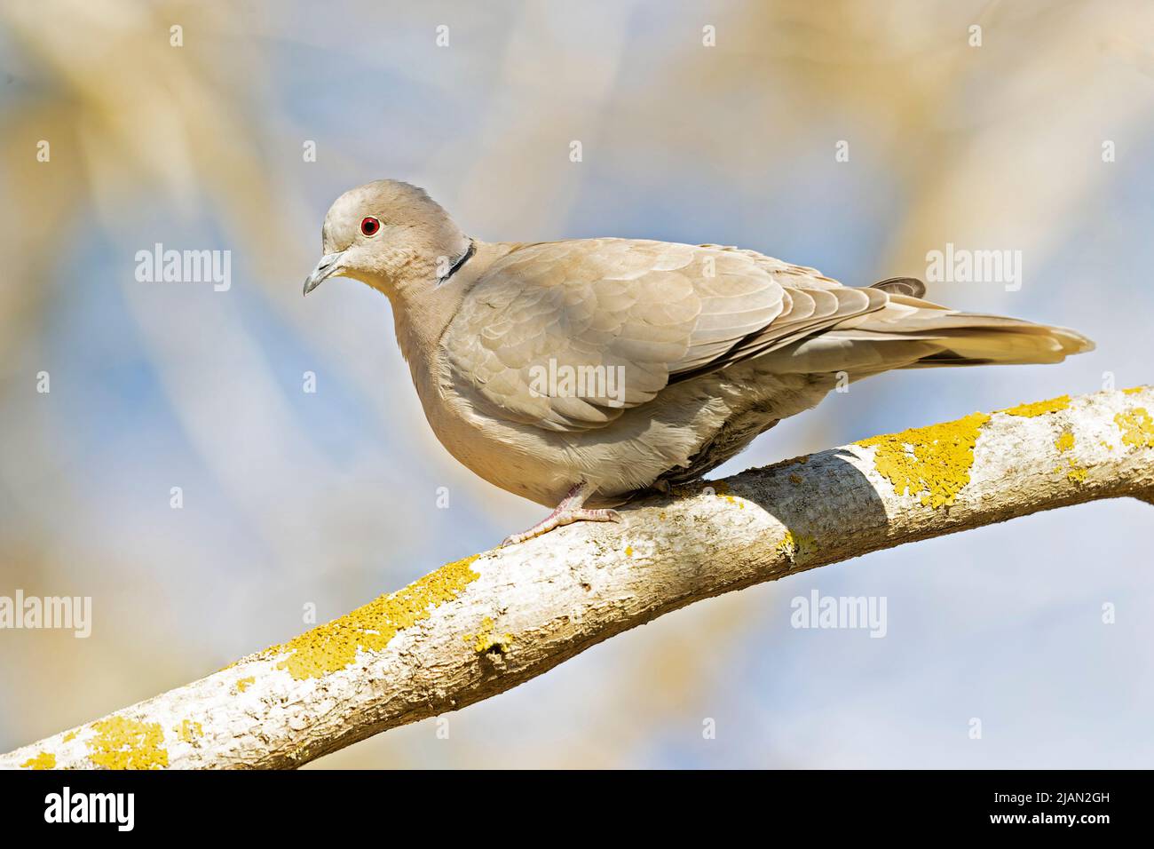 Dove sitting on tree branch hi-res stock photography and images - Alamy