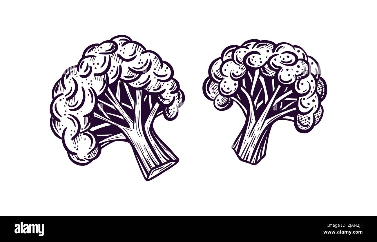 Broccoli hand drawing. vector illustration vegetables. Hand drawn ...