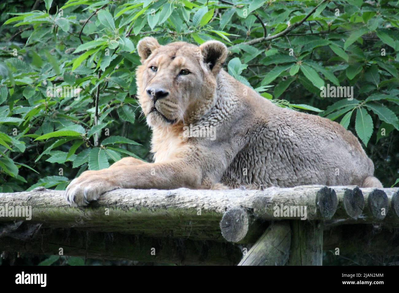lioness in a zoo in france Stock Photo - Alamy