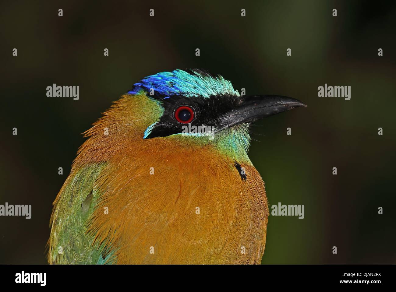 Lesson's Motmot (Momotus lessonii) close-up of adult head Monteverde ...