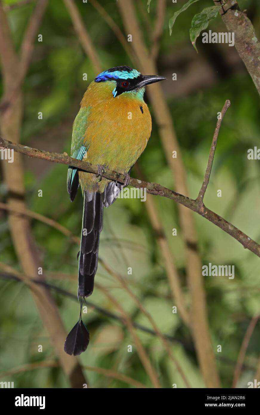 Lesson's Motmot (Momotus lessonii) adult perched on branch Monteverde ...