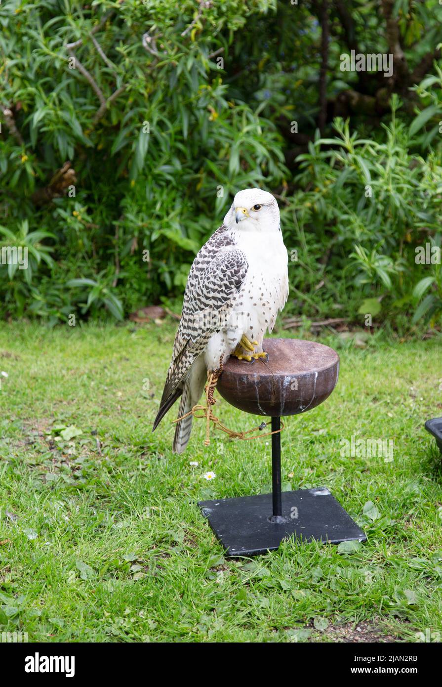 Folcon hi-res stock photography and images - Alamy