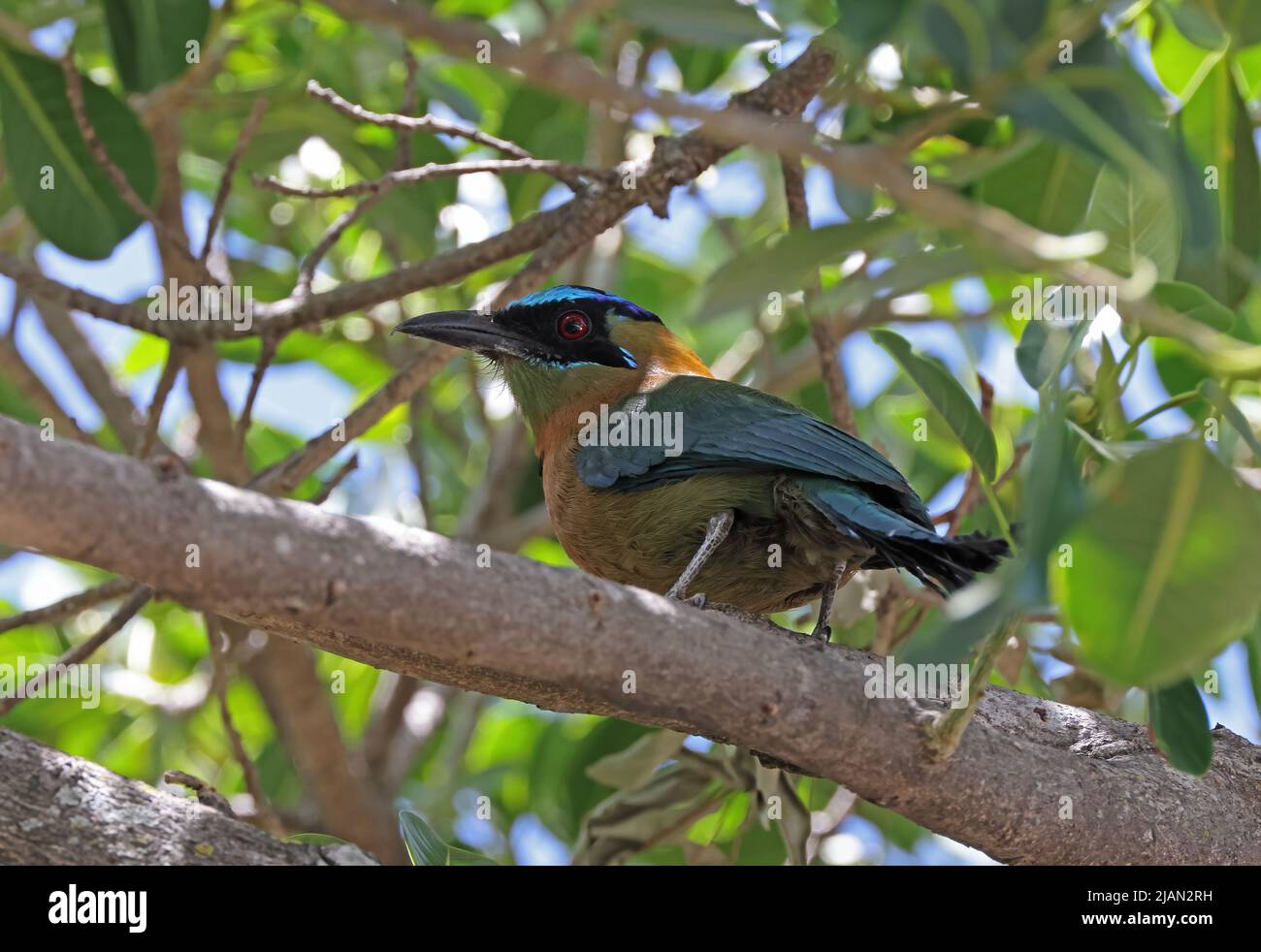 Lesson's Motmot (Momotus lessonii) adult perched on branch San Jose ...