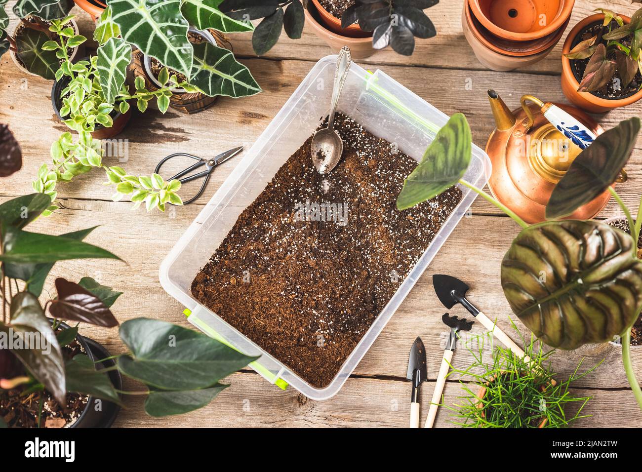 Plant soil mix with peet moss and perlite for good aeration and root ...