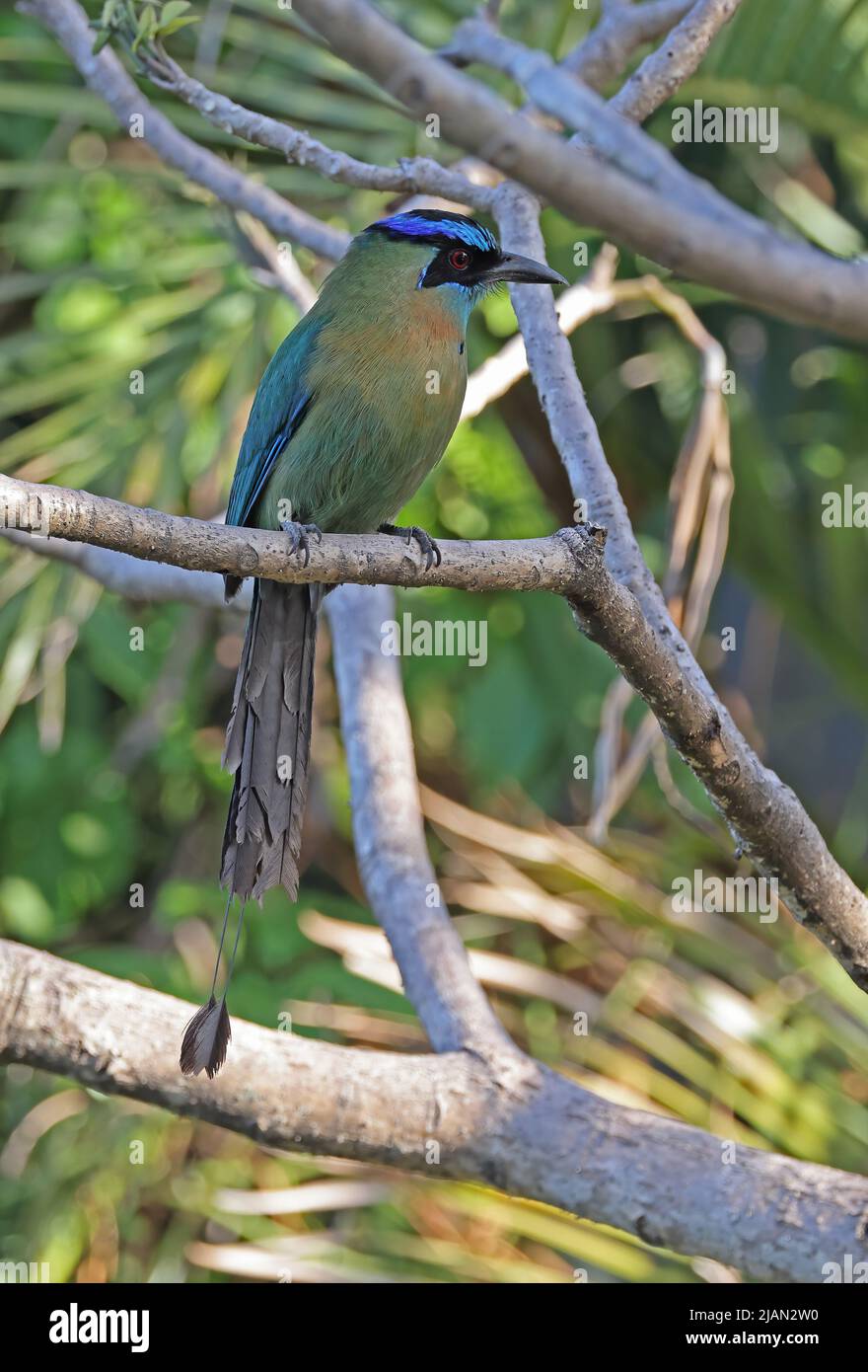 Lesson's Motmot (Momotus lessonii) adult perched on branch San Jose ...