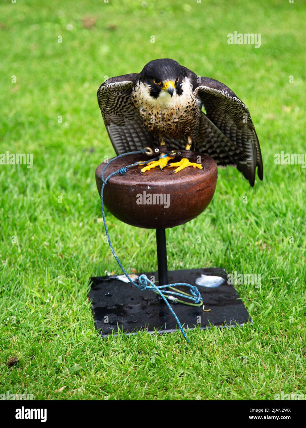 Peregrine Falcon, Dunrobin Castle, Golspie, Sutherland, Scotland Stock ...