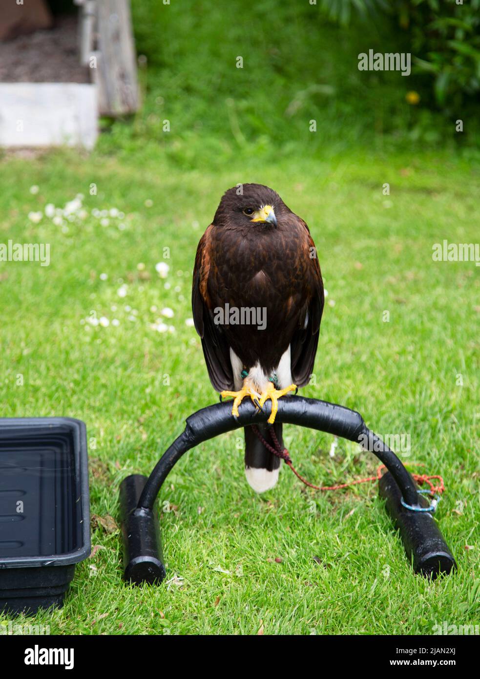 Dunrobin castle falconry hi-res stock photography and images - Alamy