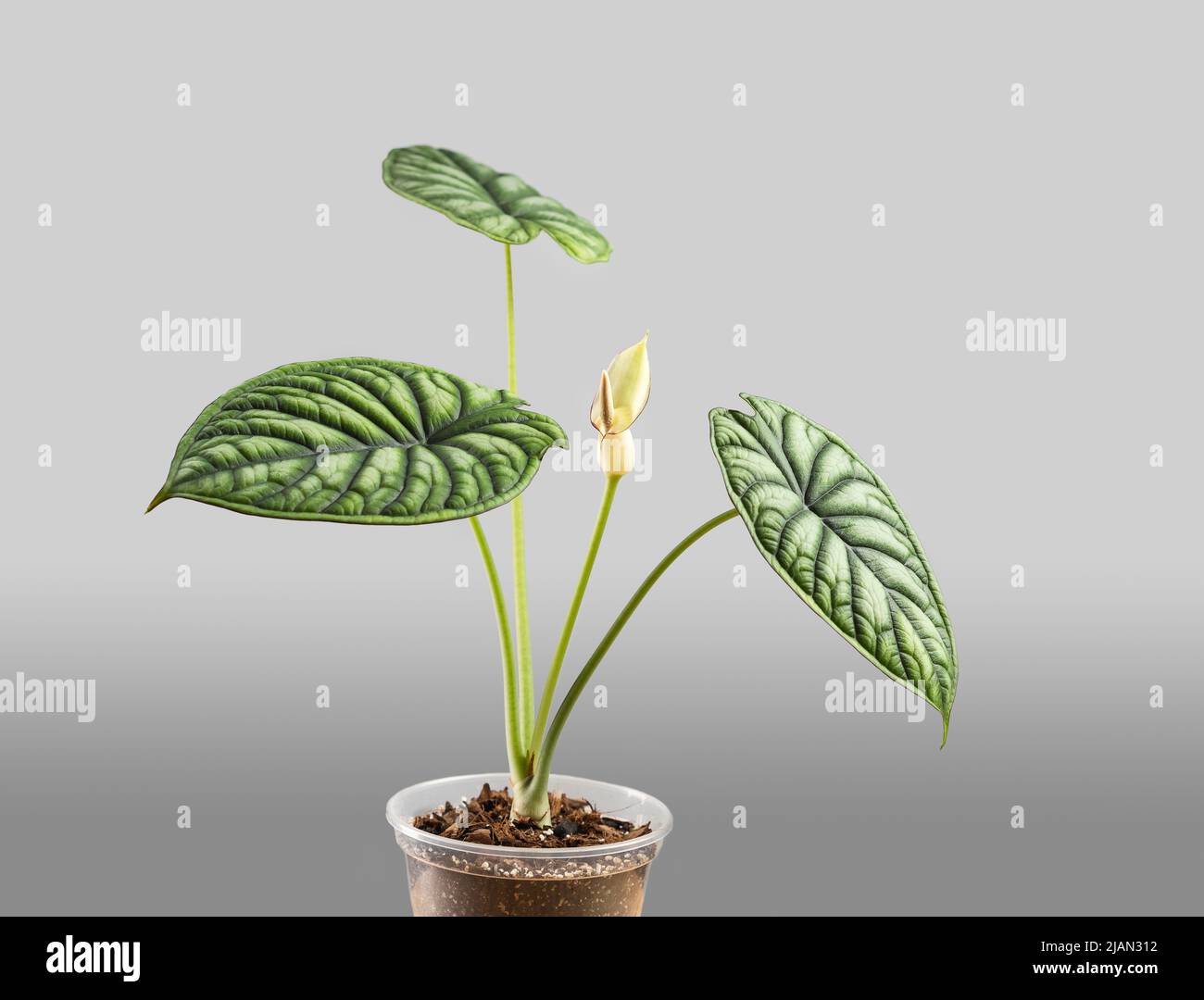 Alocasia Baginda Dragon Scale has bloomed with a tiny white flower ...