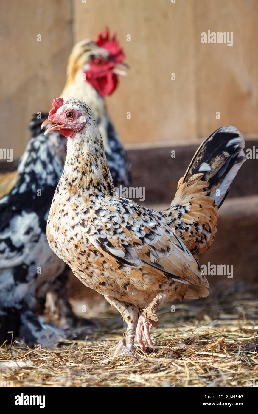 A speckled mini hen in a henhouse, blurred view of rooster in the ...