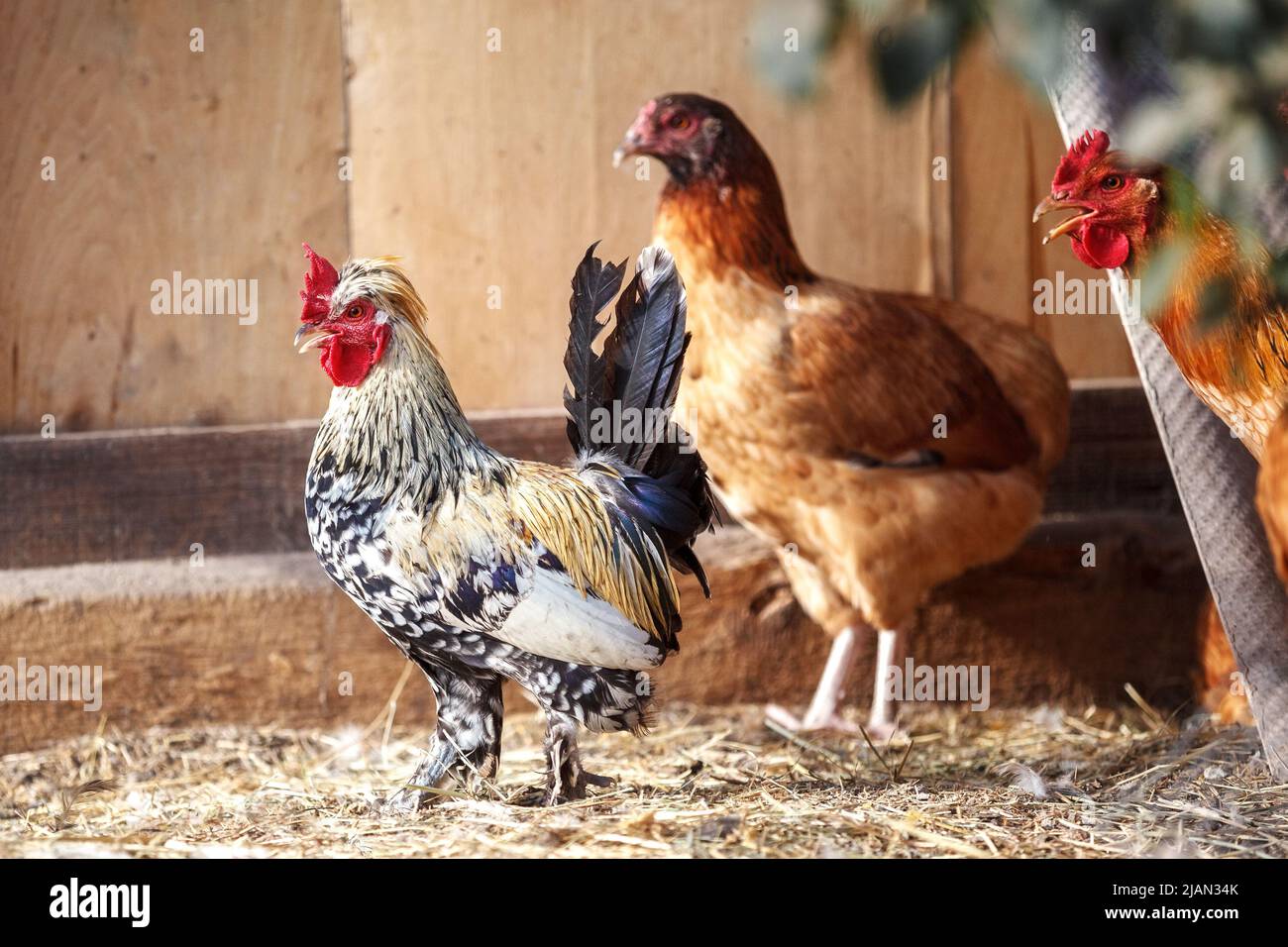 A small variegated rooster steps in front of its flock of chickens ...