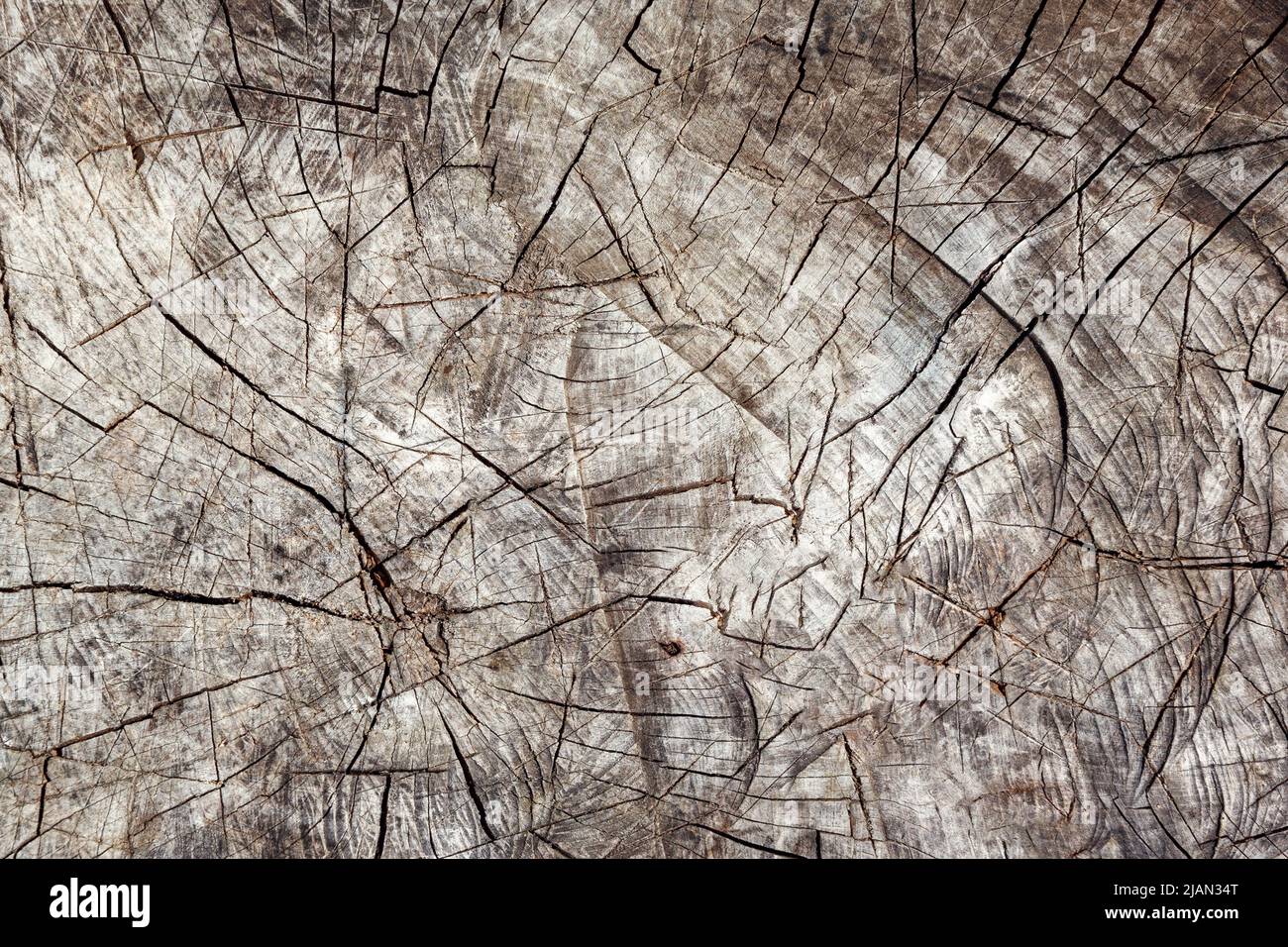 Stump texture hi-res stock photography and images - Alamy