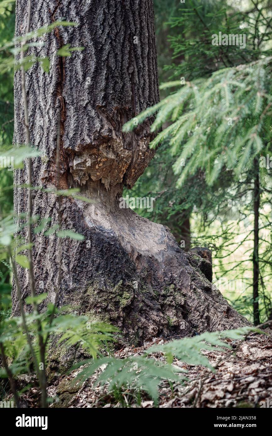 Huge tree after being bitten by a wild forest beaver Stock Photo - Alamy